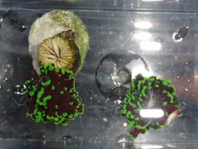 Help, Frogspawn head falling off!! | Reef2Reef