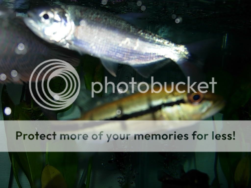 new red tail brycon | MonsterFishKeepers.com