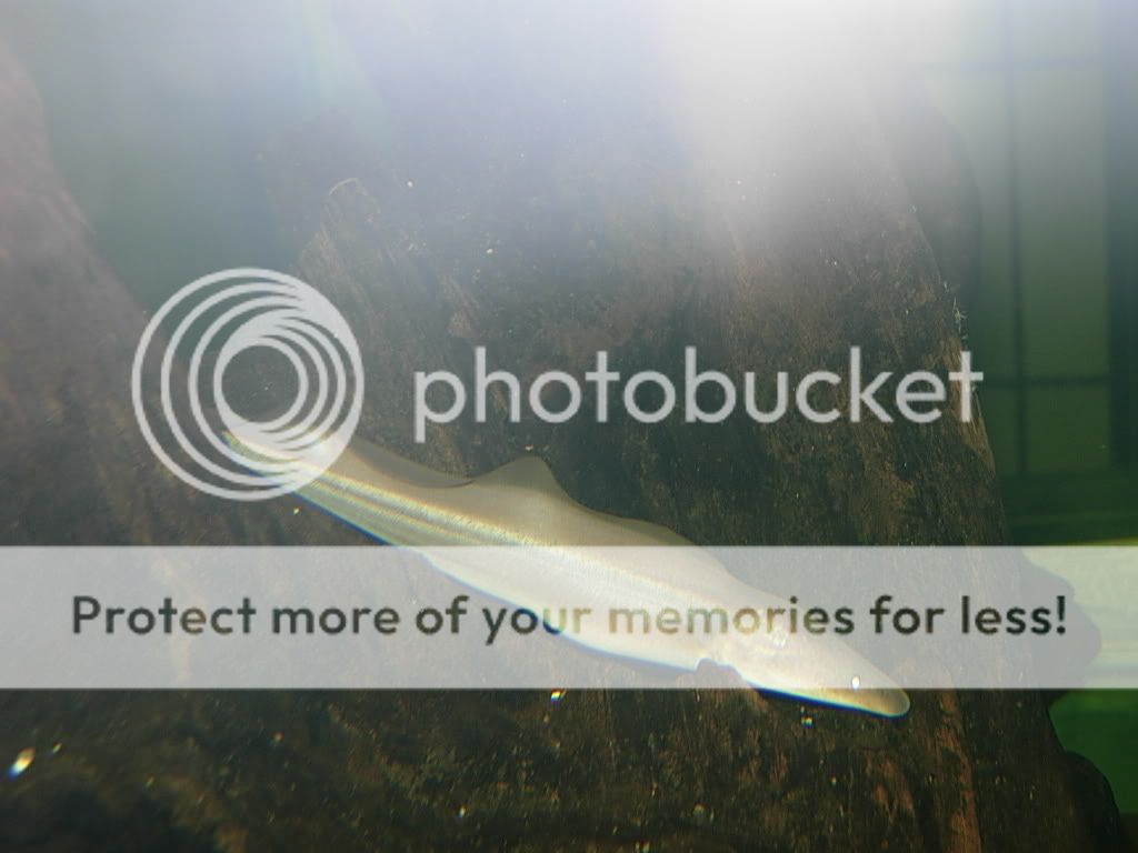 Spooky Fish- Rare Abba Abba Knife 7 inch | MonsterFishKeepers.com