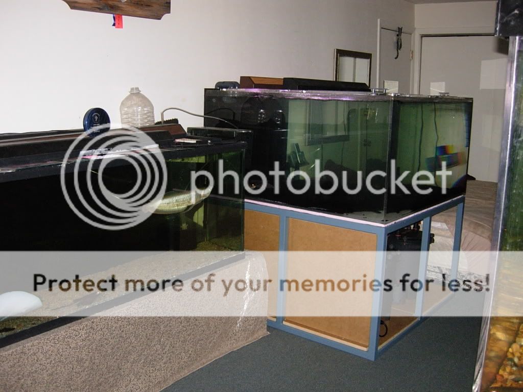 post your stingray tanks ! | MonsterFishKeepers.com