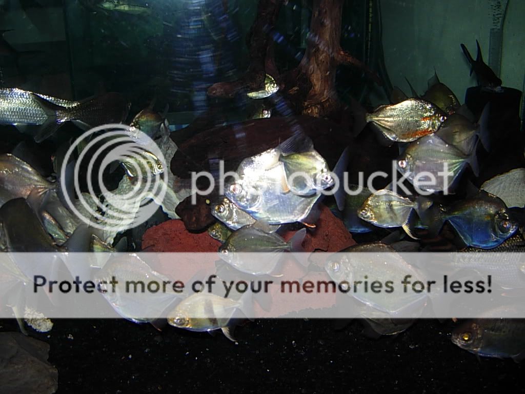 the ultimate silver dollar tank | MonsterFishKeepers.com