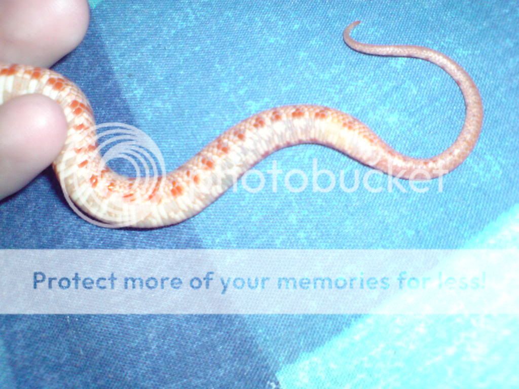 How do you sex snakes-without probing? | Reptile Forums