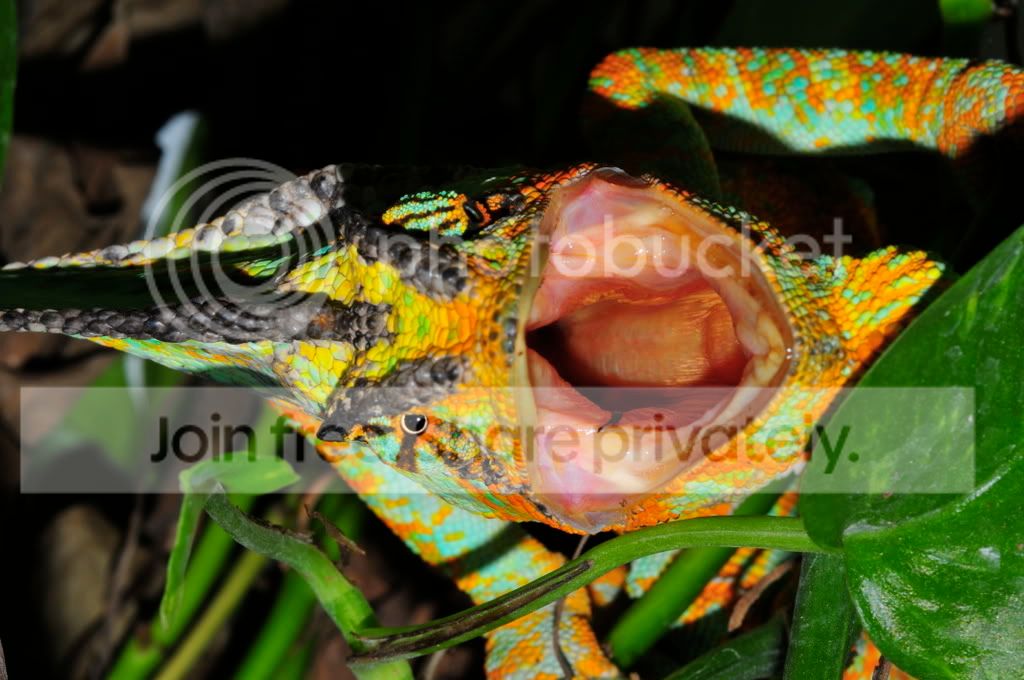 Veiled Chameleon Aggression | Chameleon Forums
