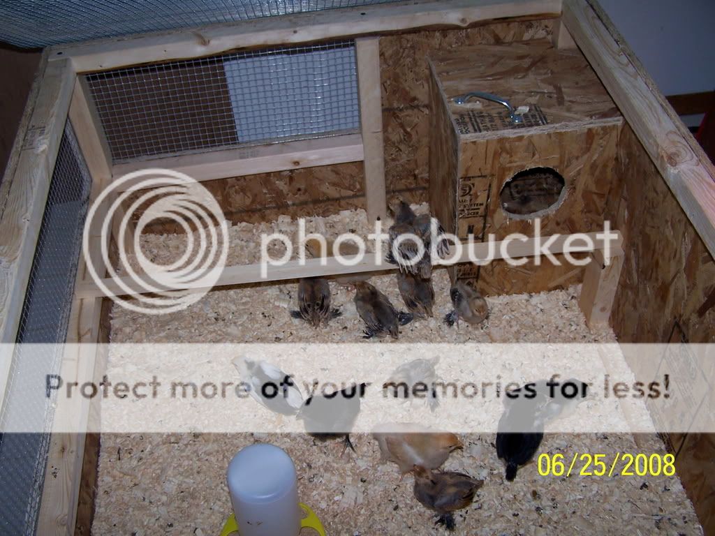 OUR INDOOR SERAMA COOP :) | BackYard Chickens - Learn How to Raise Chickens