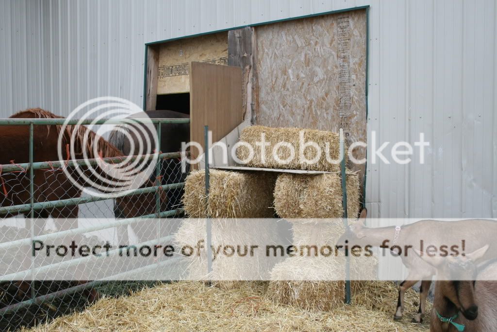 Goat Set-ups | BackYard Chickens - Learn How to Raise Chickens