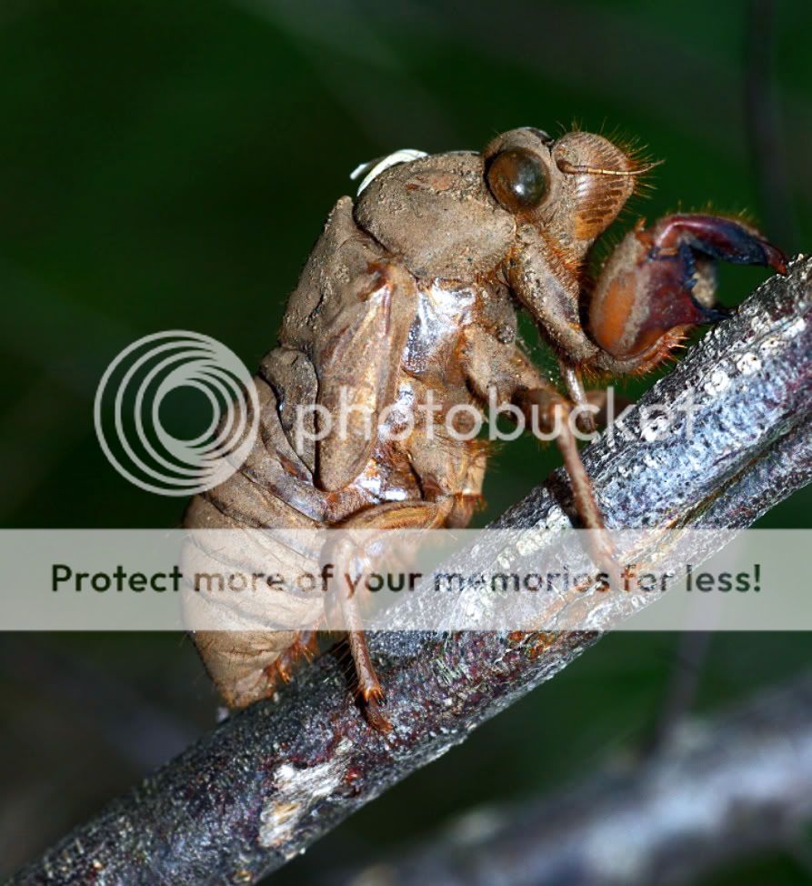 Cicada Husk - PentaxForums.com