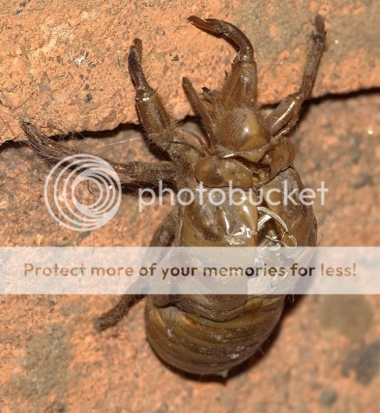 Alien Bug - Pentax User