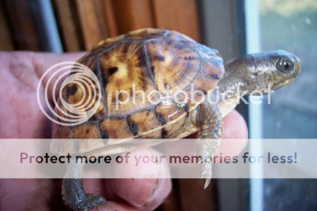 BABY BOX TURTLES PYRAMIDING !!! | Tortoise Forum