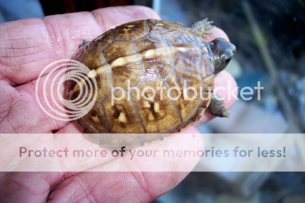 BABY BOX TURTLES PYRAMIDING !!! | Tortoise Forum