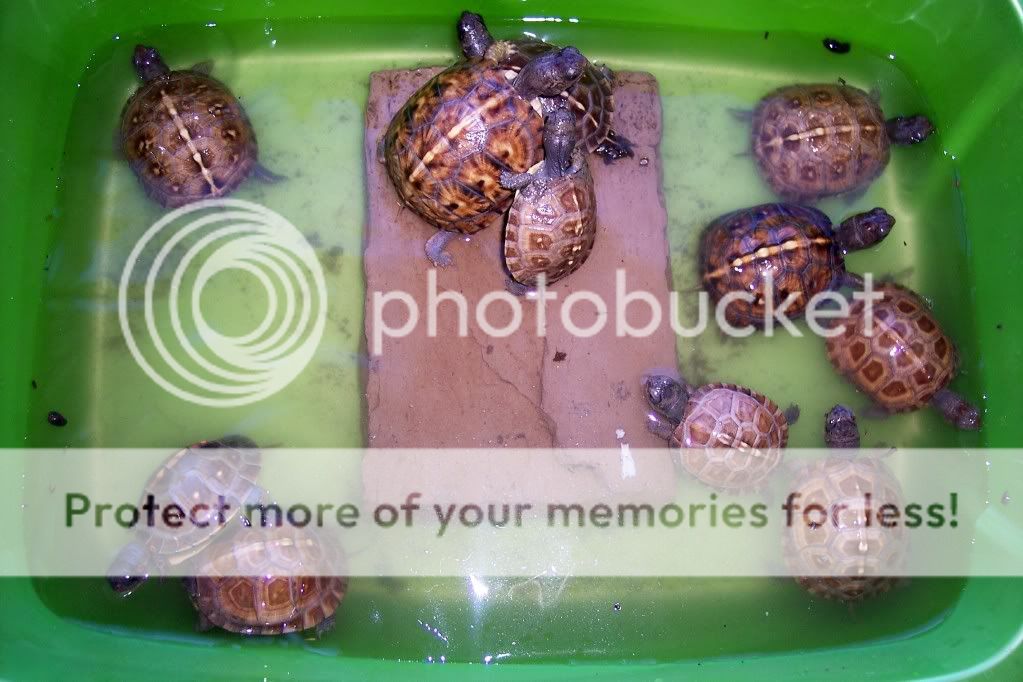 BABY BOX TURTLES PYRAMIDING !!! | Tortoise Forum