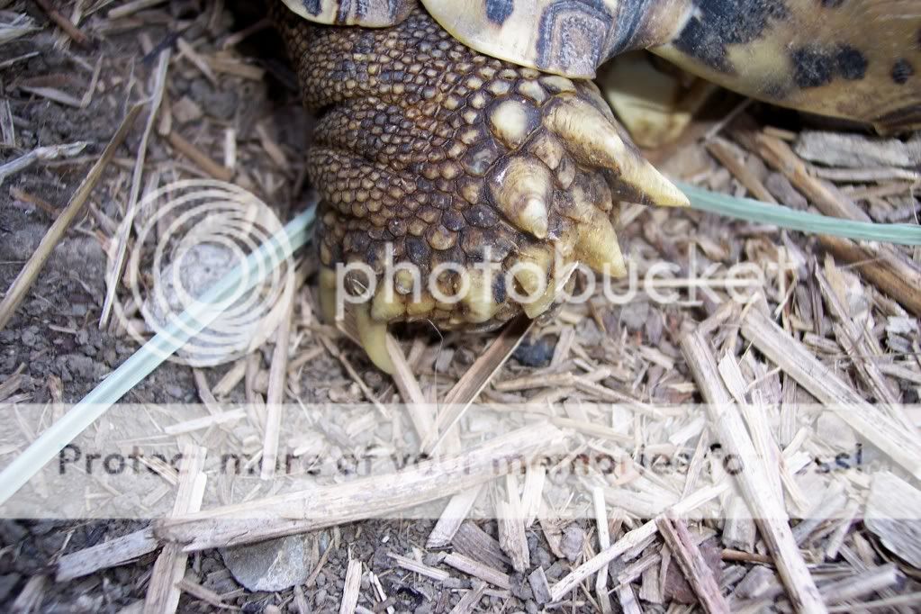 SPIKEY LEGS | Tortoise Forum