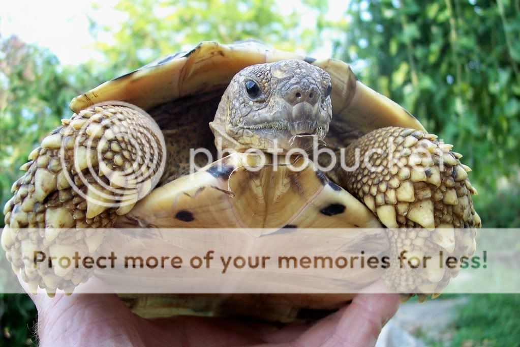 SPIKEY LEGS | Tortoise Forum