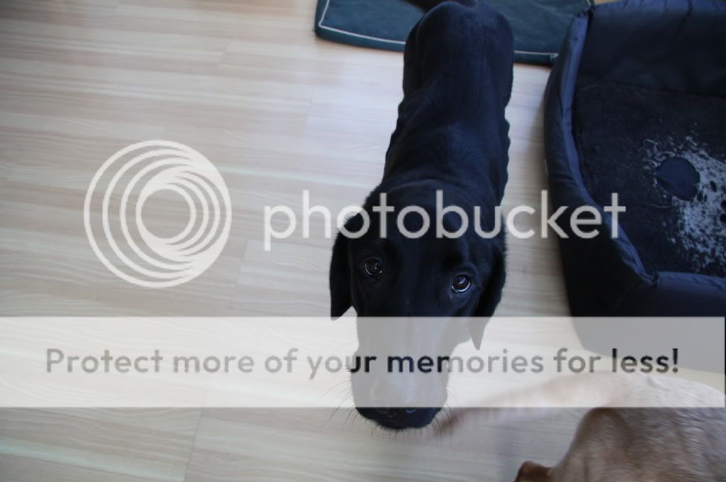 Ridgenose Labrador | Labradors Forums