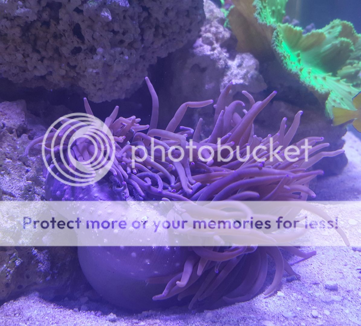 New Sebae anemone - Reef Central Online Community