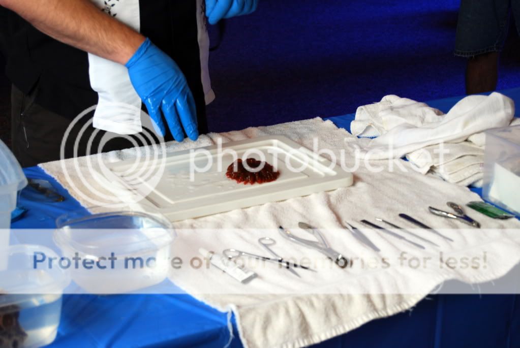 A Reef2Reef Spotlight Entacmaea quadricolor "Bubble Tip Anemone ...